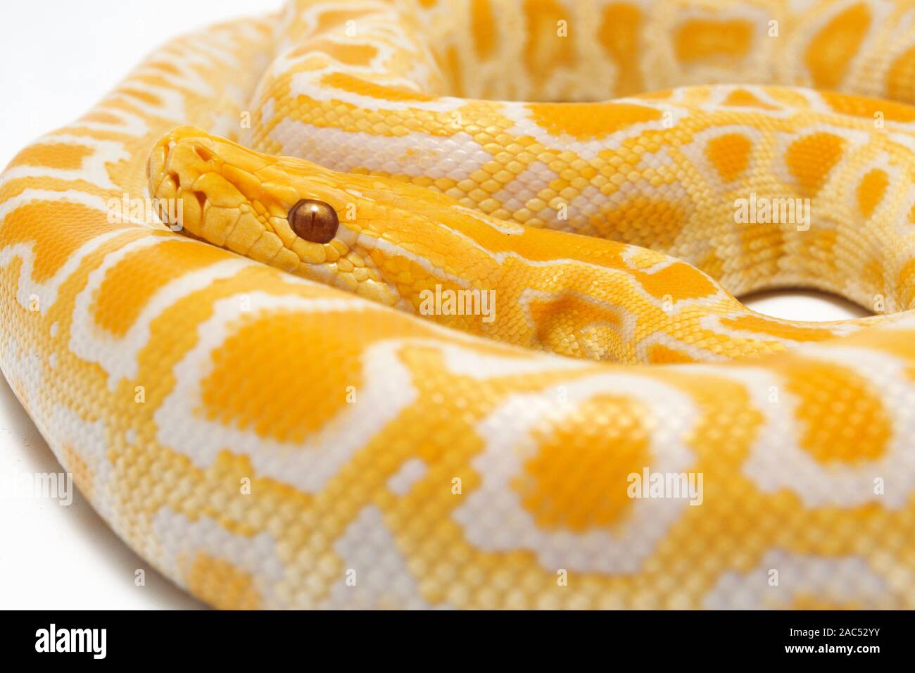 Albino Burmese Python (Python molurus bivittatus) isolated on white ...