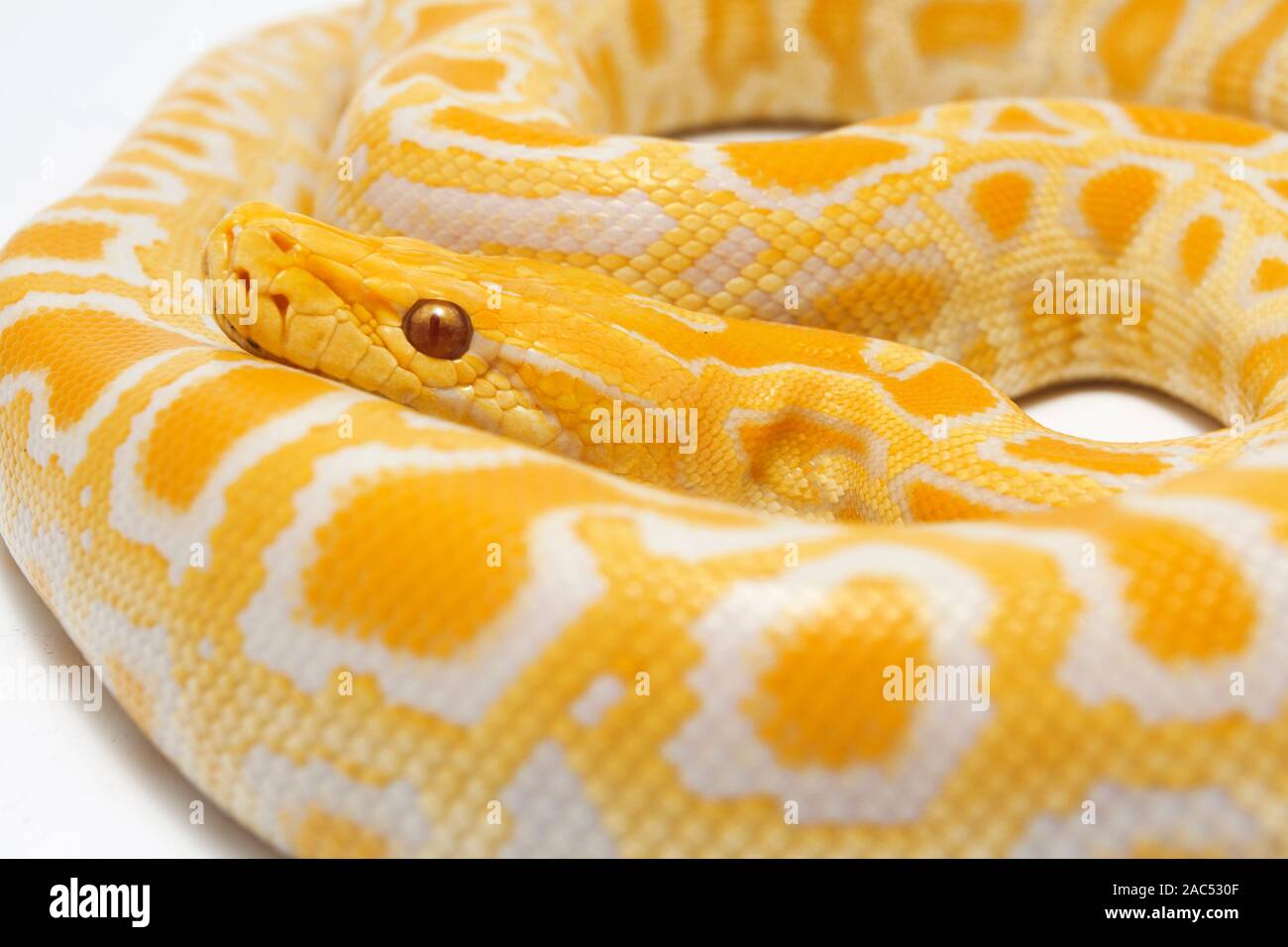 Albino Burmese Python (Python molurus bivittatus) isolated on white ...