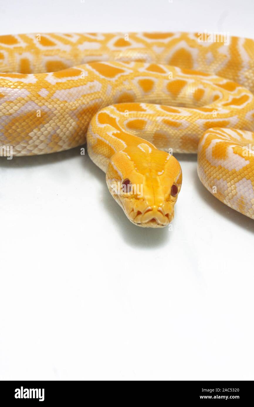 Albino Burmese Python (Python molurus bivittatus) isolated on white ...