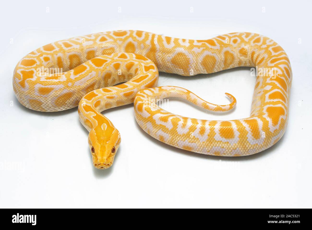 Albino Burmese Python (Python molurus bivittatus) isolated on white ...