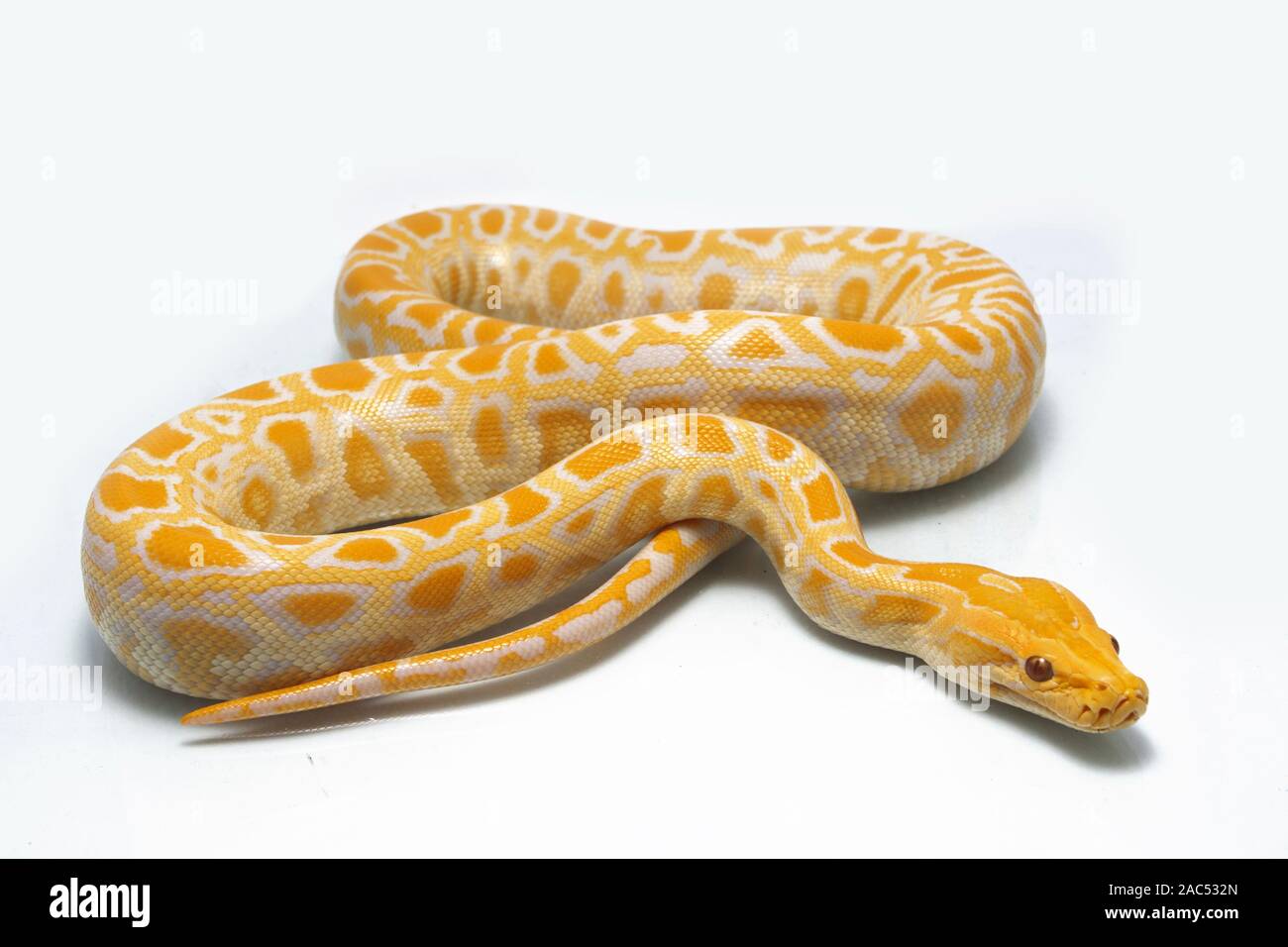 Albino Burmese Python (Python molurus bivittatus) isolated on white ...
