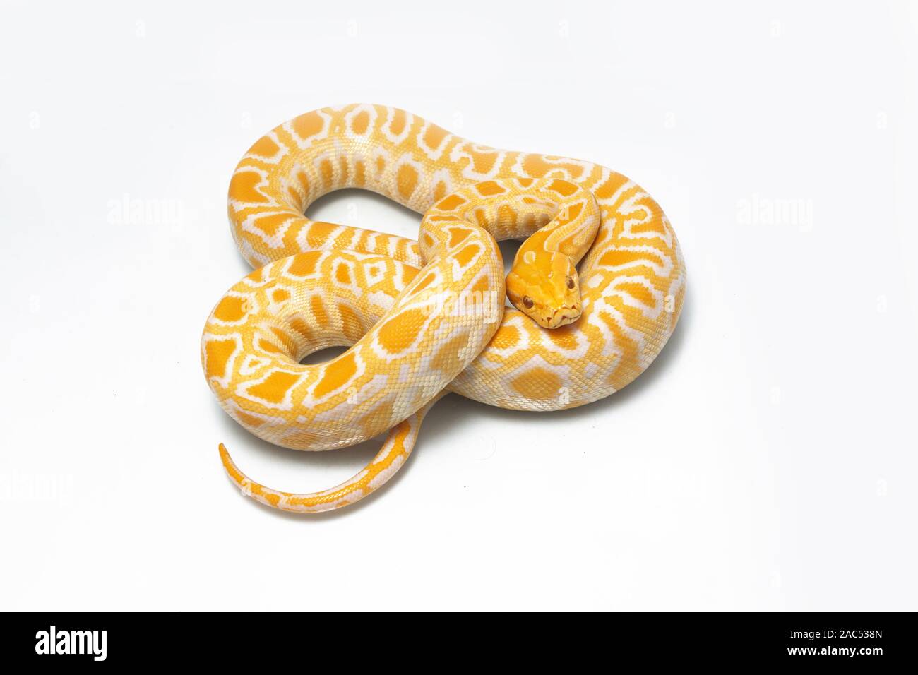 Albino Burmese Python (Python molurus bivittatus) isolated on white ...