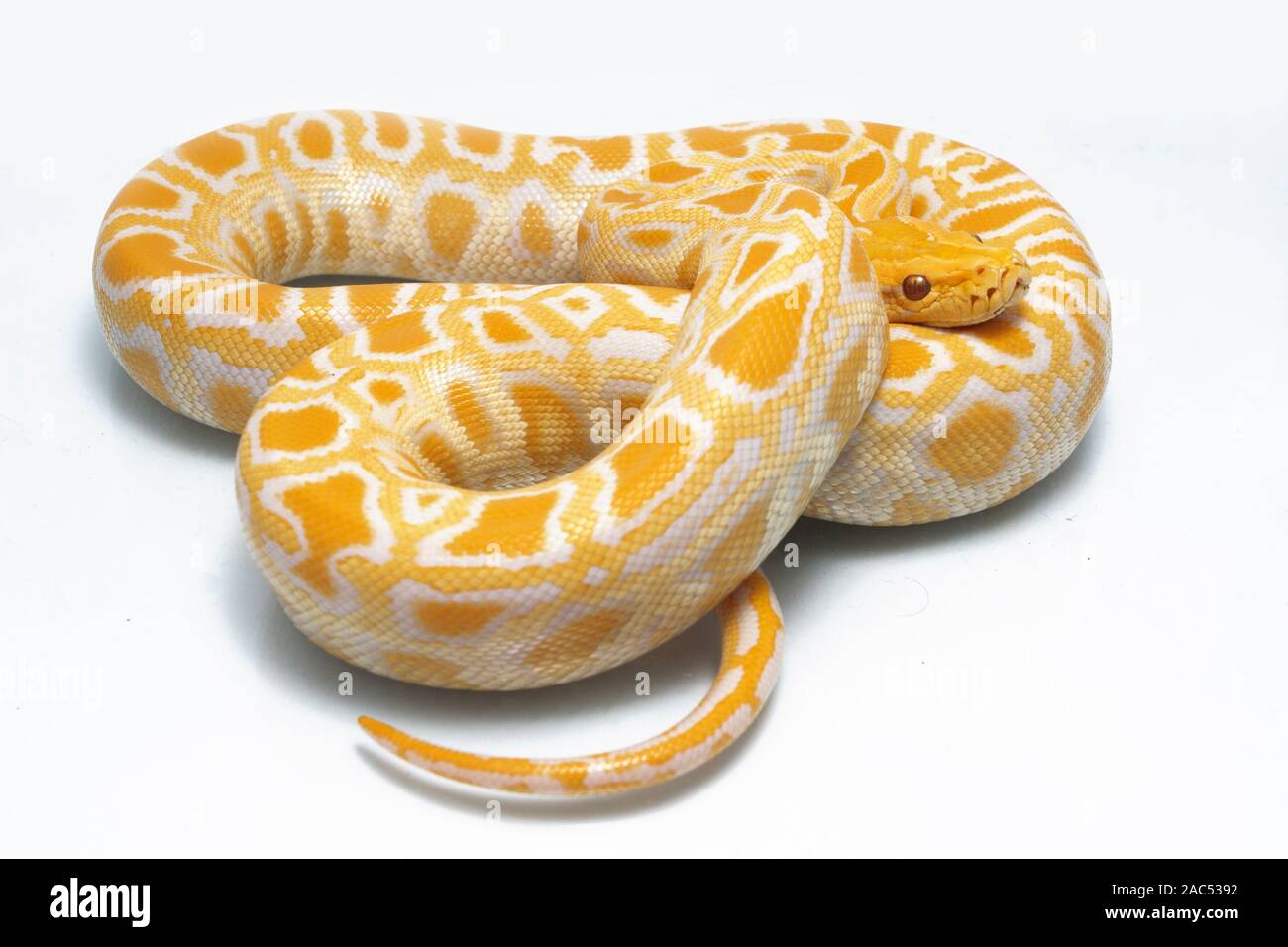 Albino Burmese Python (Python molurus bivittatus) isolated on white ...