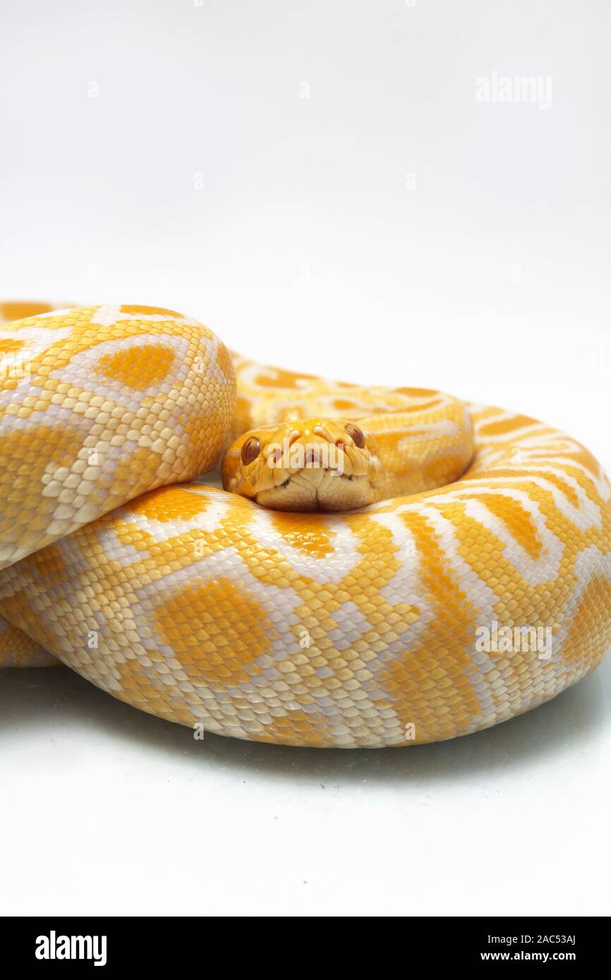 Albino Burmese Python (Python molurus bivittatus) isolated on white ...