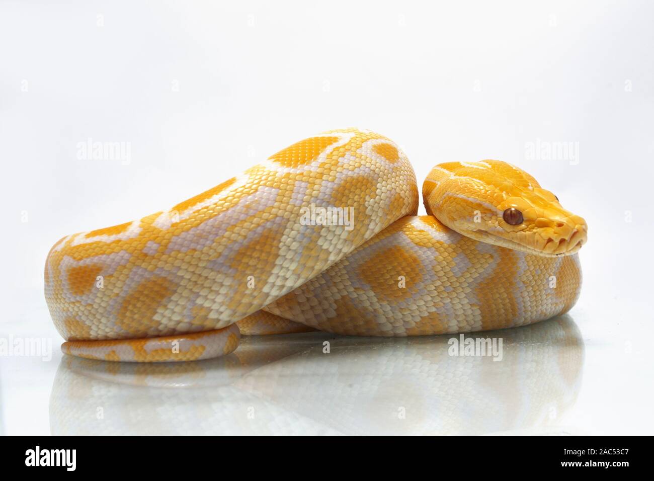 Albino Burmese Python (Python molurus bivittatus) isolated on white ...