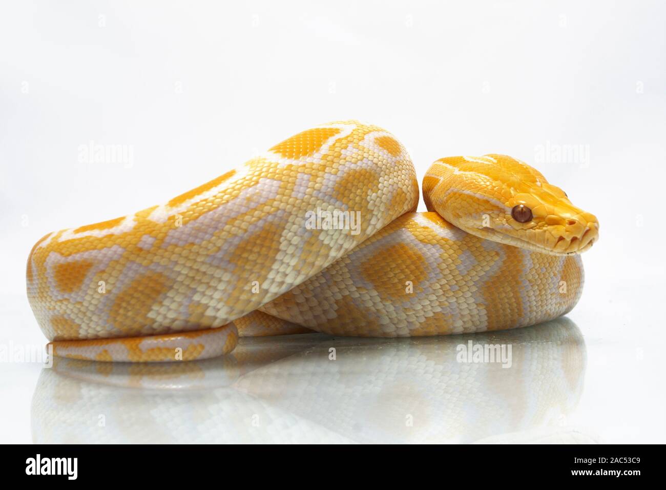 Albino Burmese Python (Python molurus bivittatus) isolated on white ...