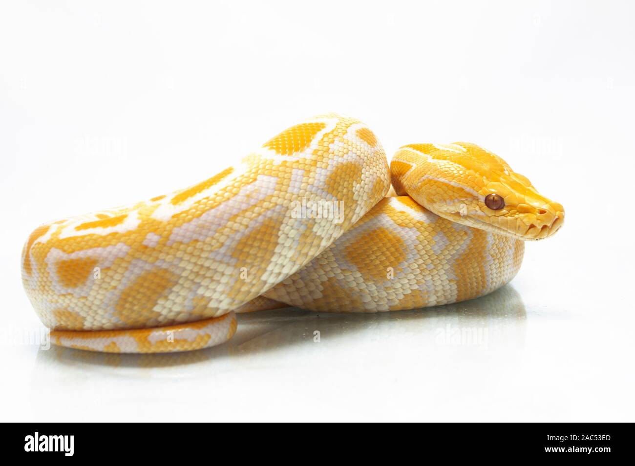 Albino Burmese Python (Python molurus bivittatus) isolated on white ...
