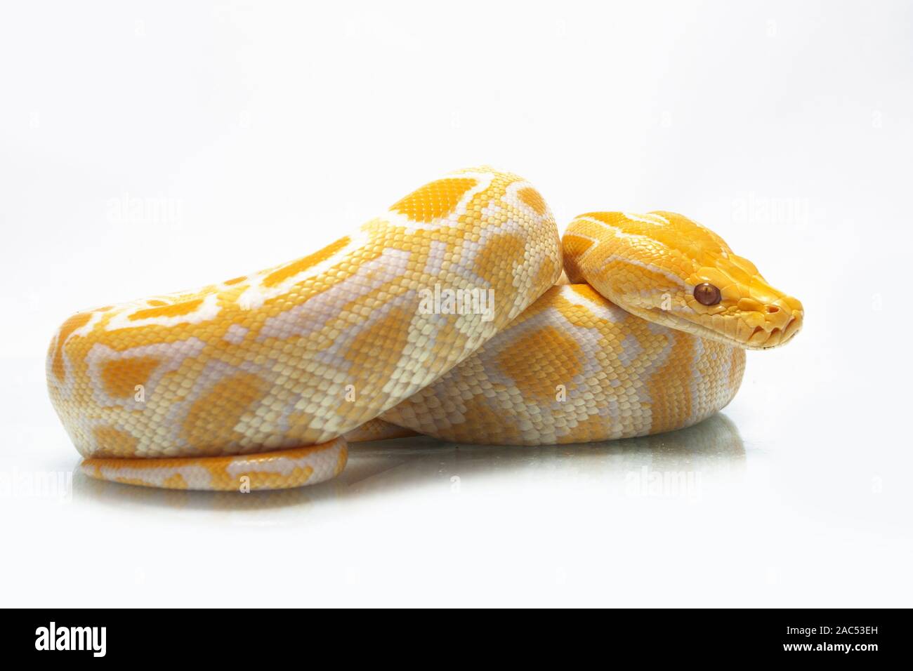 Albino Burmese Python (Python molurus bivittatus) isolated on white ...