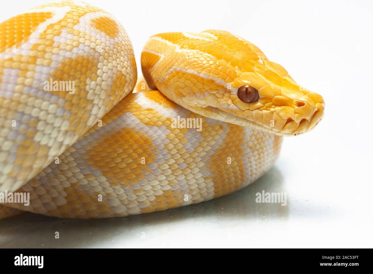 Albino Burmese Python (Python molurus bivittatus) isolated on white ...