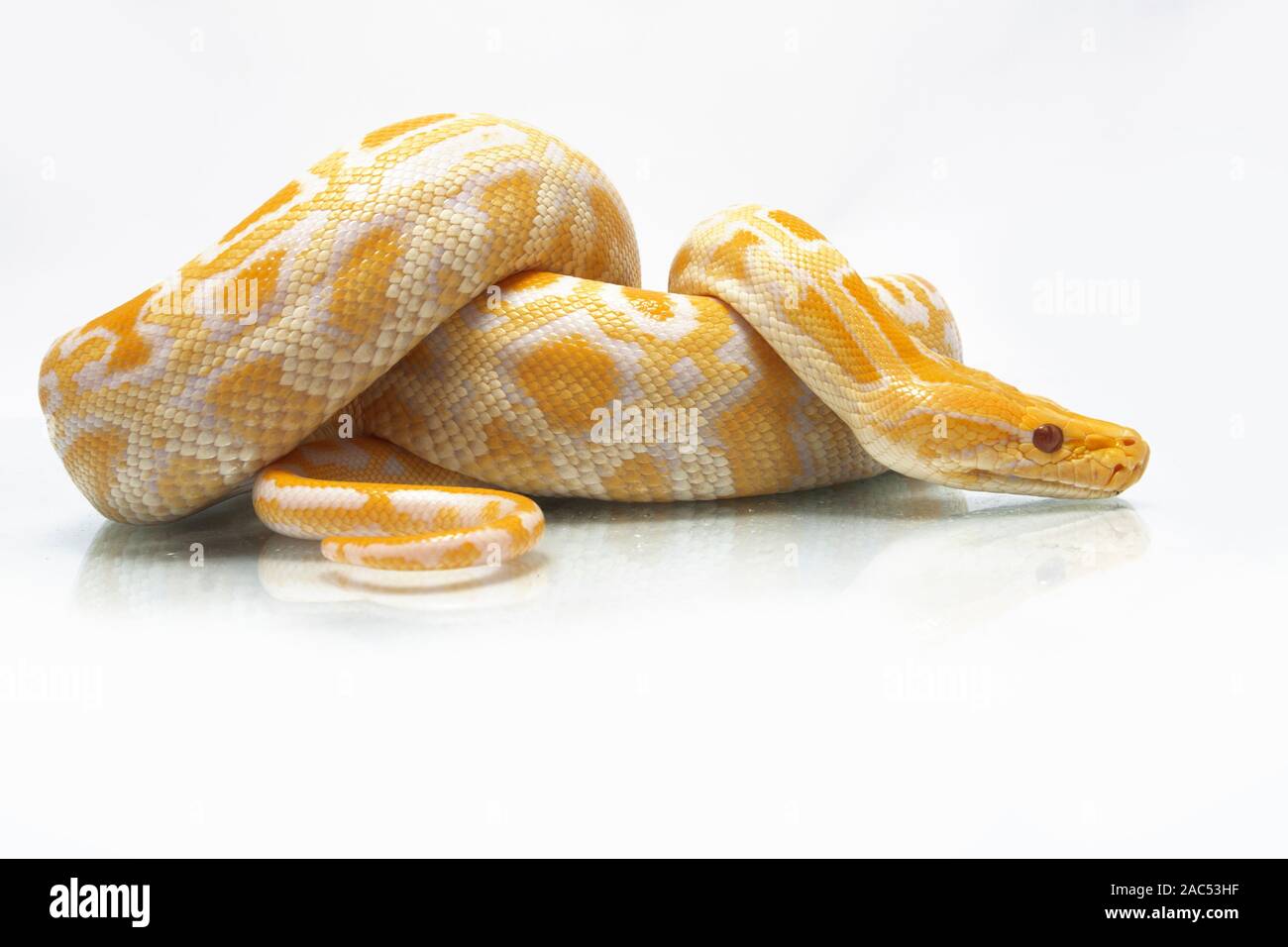 Albino Burmese Python (Python molurus bivittatus) isolated on white ...