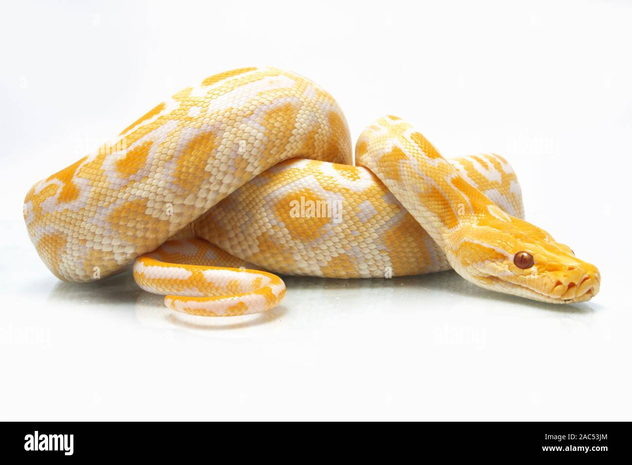 Albino Burmese Python (Python molurus bivittatus) isolated on white ...
