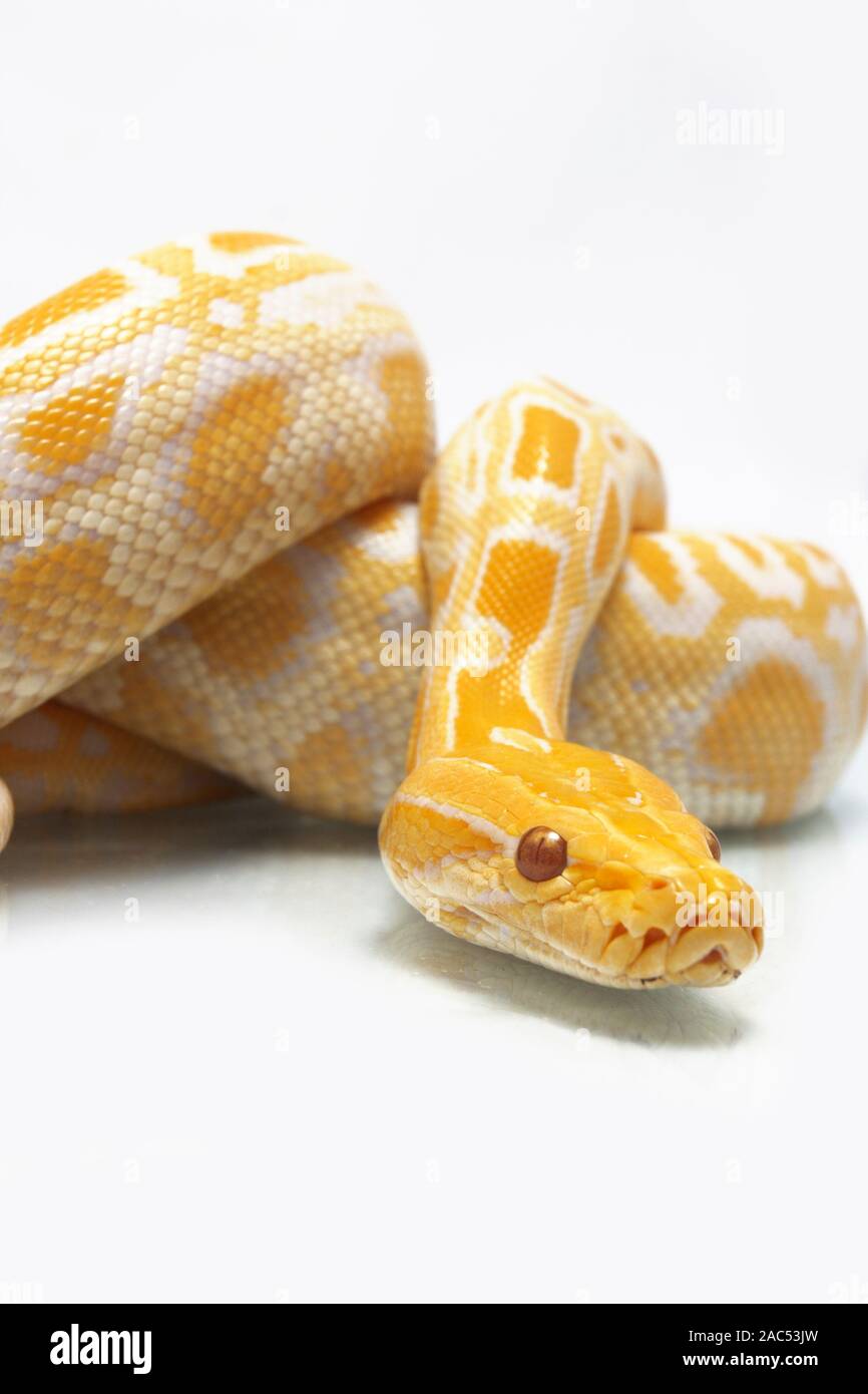 Albino Burmese Python (Python molurus bivittatus) isolated on white ...