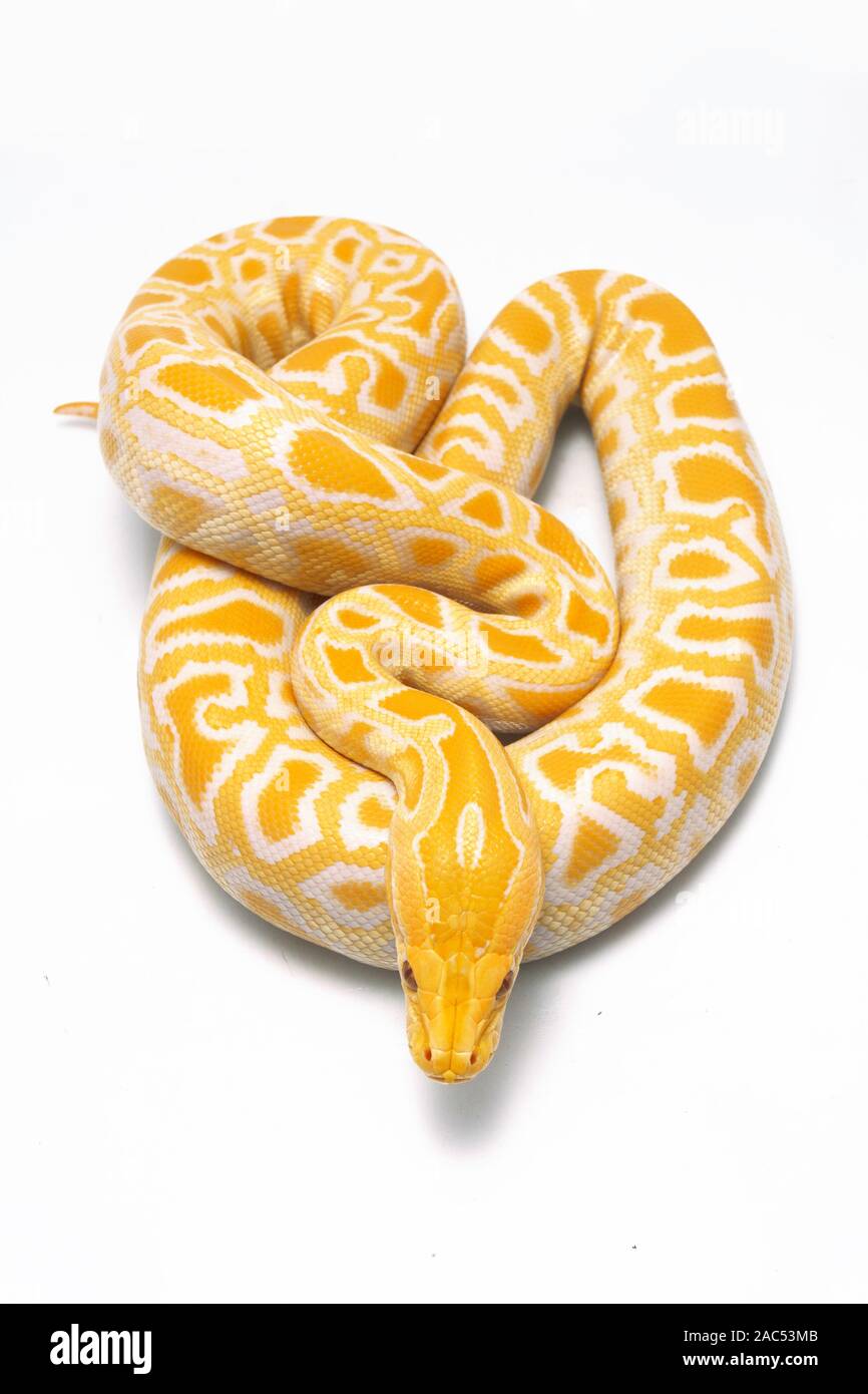 Albino Burmese Python (Python molurus bivittatus) isolated on white ...