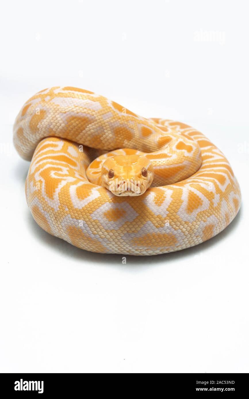 Albino Burmese Python (Python molurus bivittatus) isolated on white ...