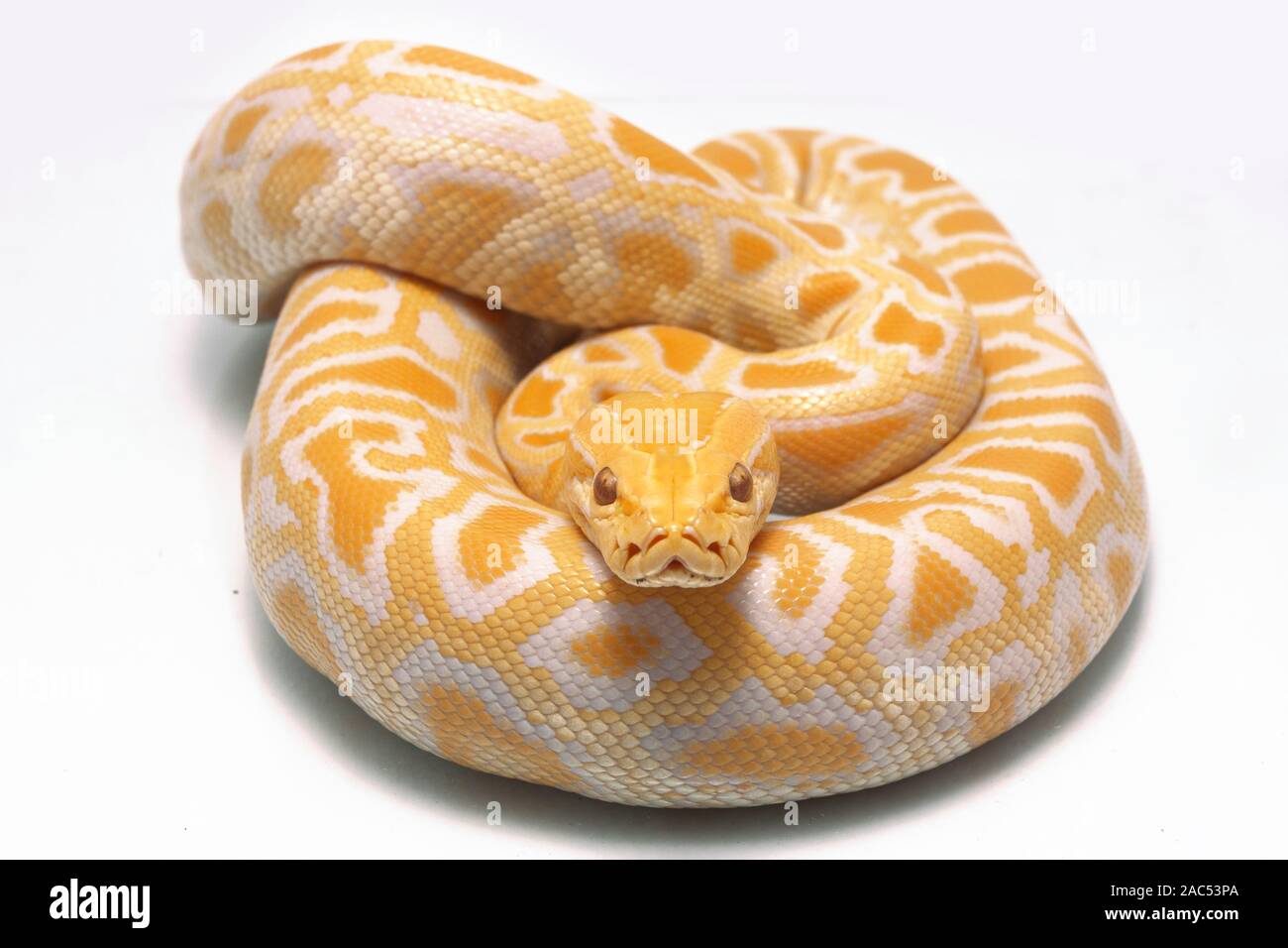 Albino Burmese Python (Python molurus bivittatus) isolated on white ...