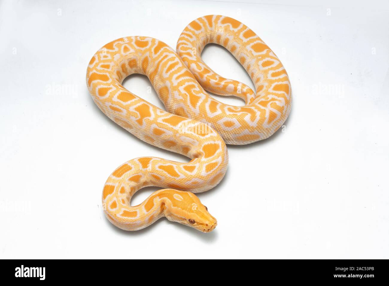 Albino Burmese Python (Python molurus bivittatus) isolated on white ...