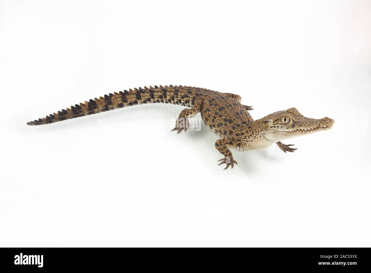 A baby Saltwater crocodile (Crocodylus porosus) isolated on white ...