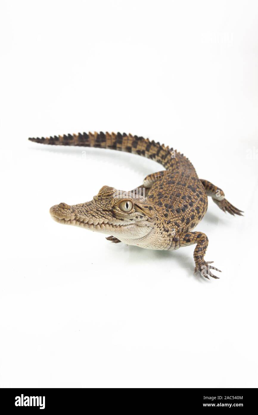 A baby Saltwater crocodile (Crocodylus porosus) isolated on white ...