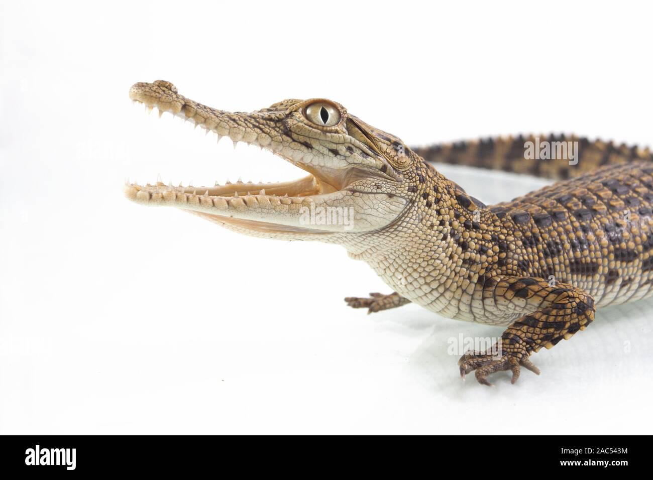 A baby Saltwater crocodile (Crocodylus porosus) isolated on white ...