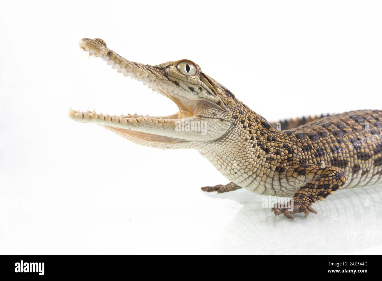 A baby Saltwater crocodile (Crocodylus porosus) isolated on white ...