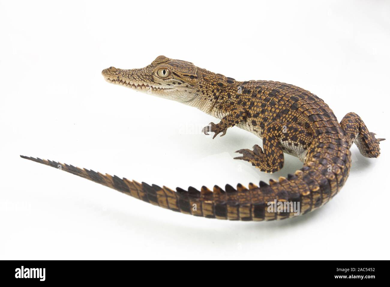 A baby Saltwater crocodile (Crocodylus porosus) isolated on white ...