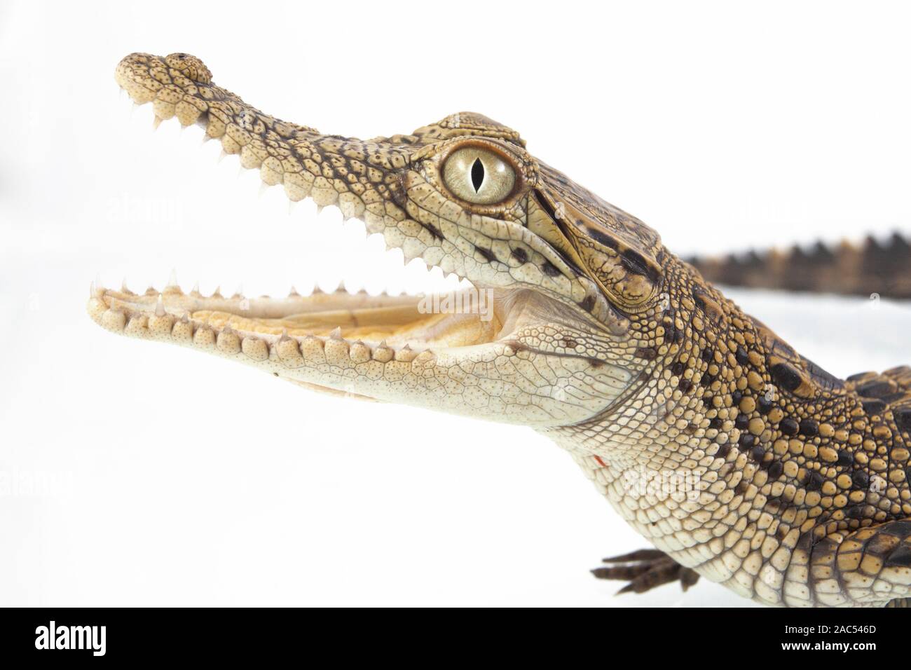 A baby Saltwater crocodile (Crocodylus porosus) isolated on white ...