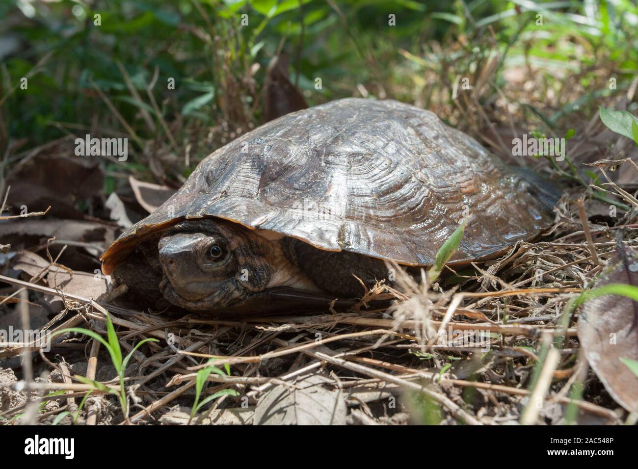 Asian leaf turtles hi-res stock photography and images - Alamy