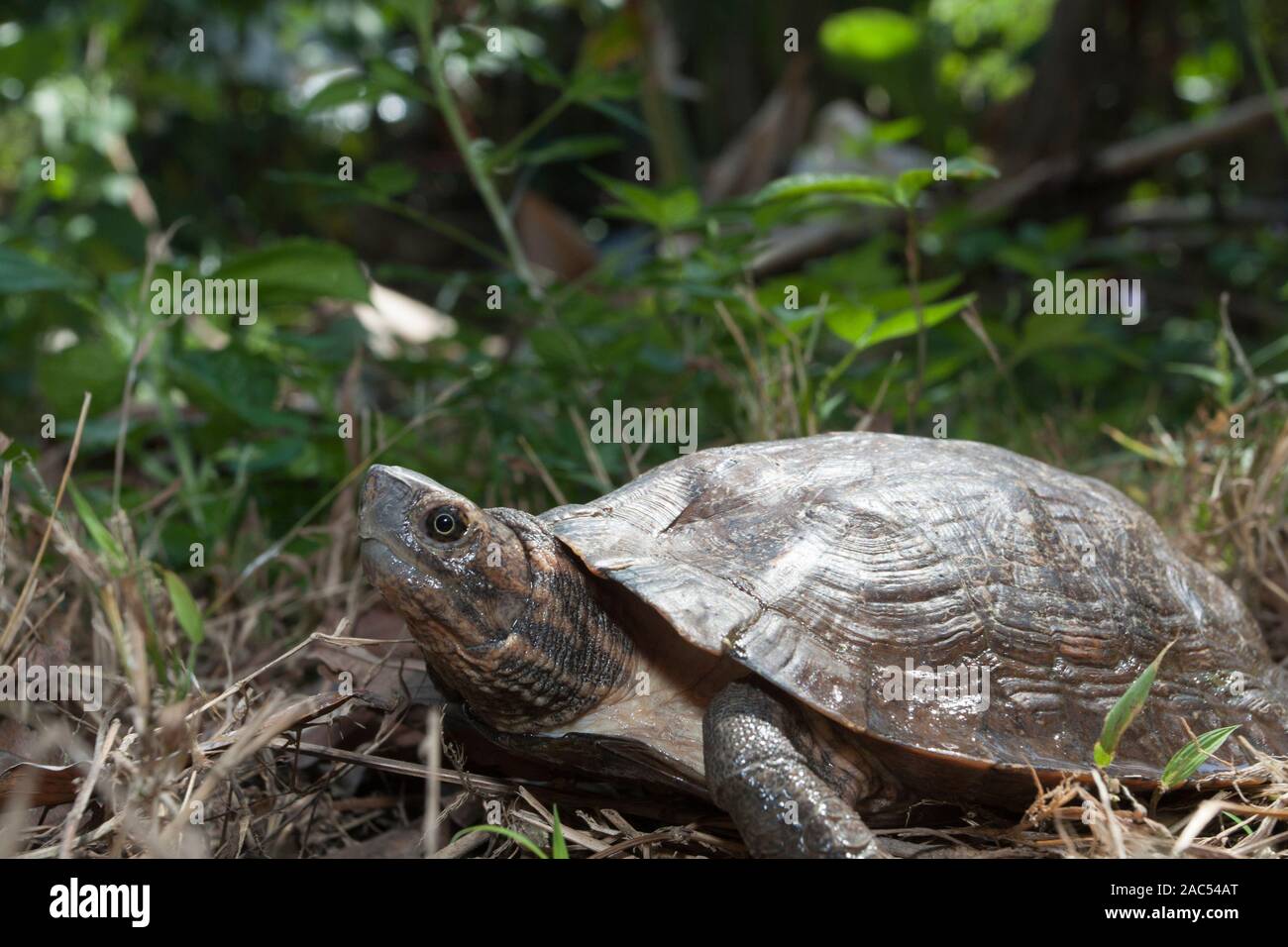 Asian leaf turtles hi-res stock photography and images - Alamy