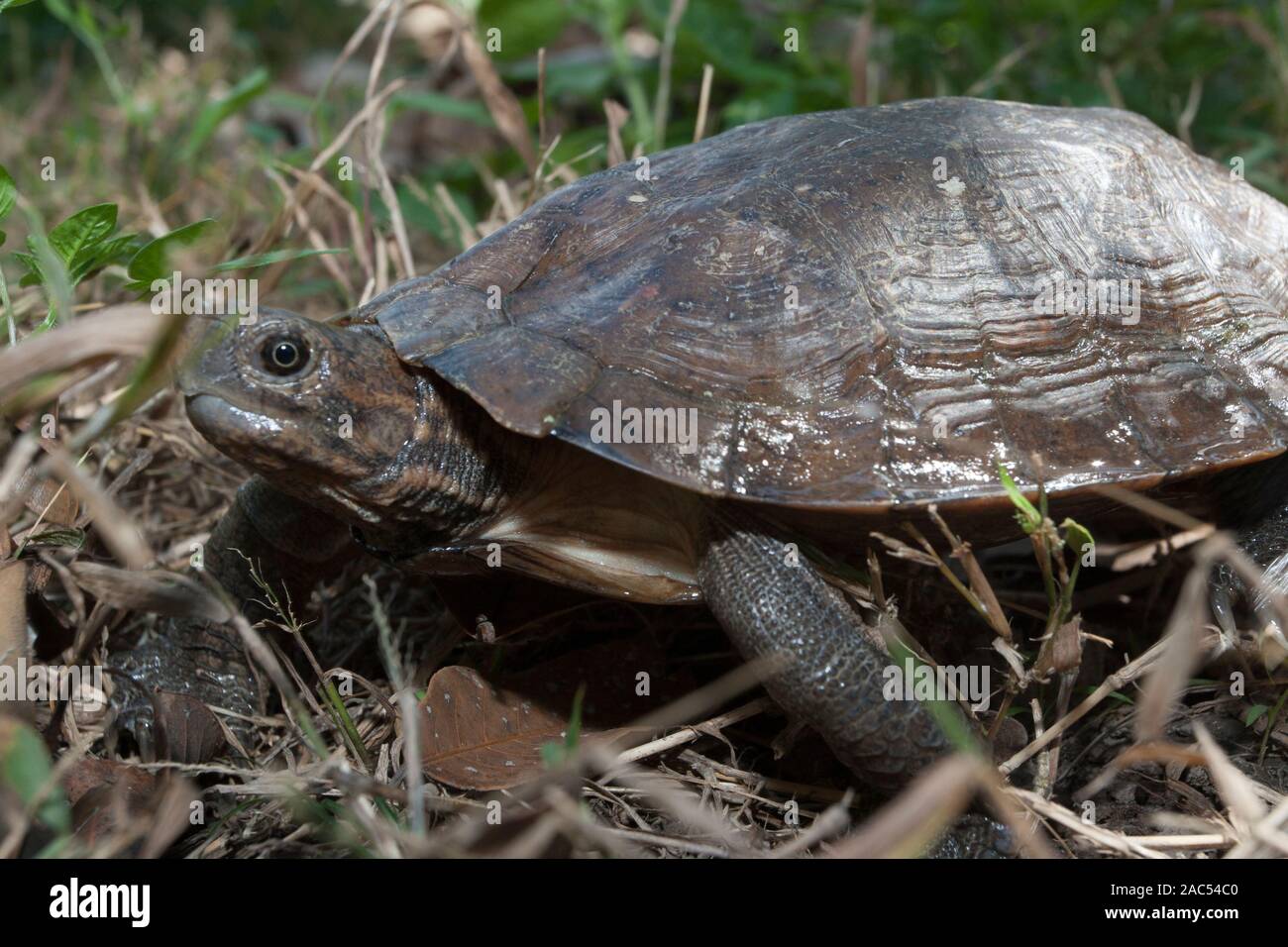 Asian leaf turtles hi-res stock photography and images - Alamy