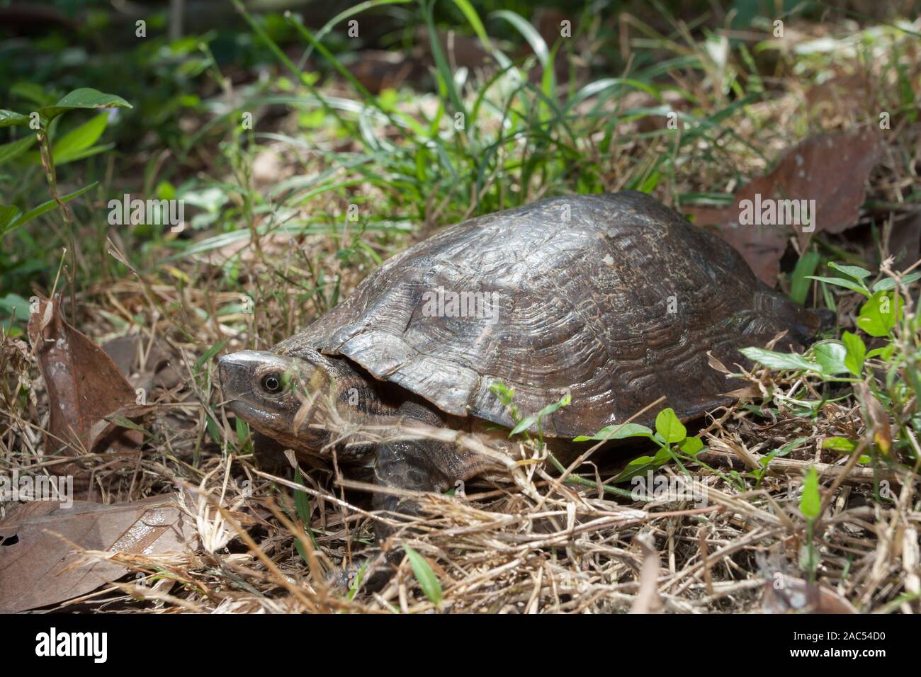 Asian leaf turtles hi-res stock photography and images - Alamy
