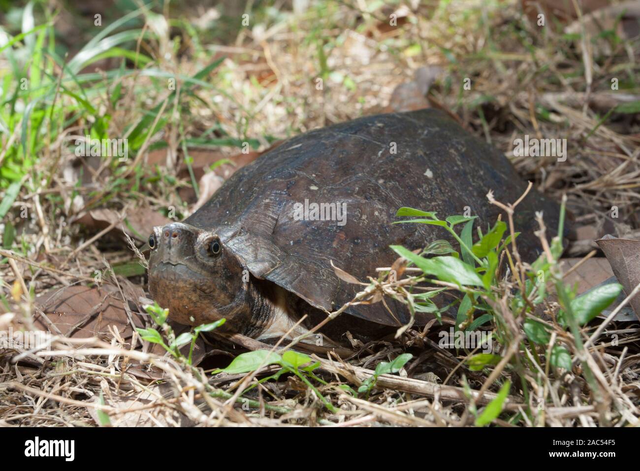 Asian leaf turtles hi-res stock photography and images - Alamy