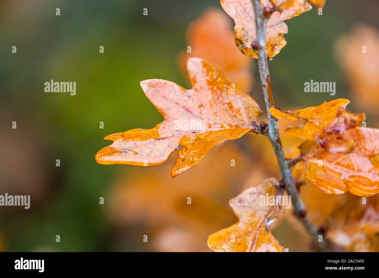 Autumn oak leaves in the stunning zoo gardens. Chester Zoo UK Stock ...