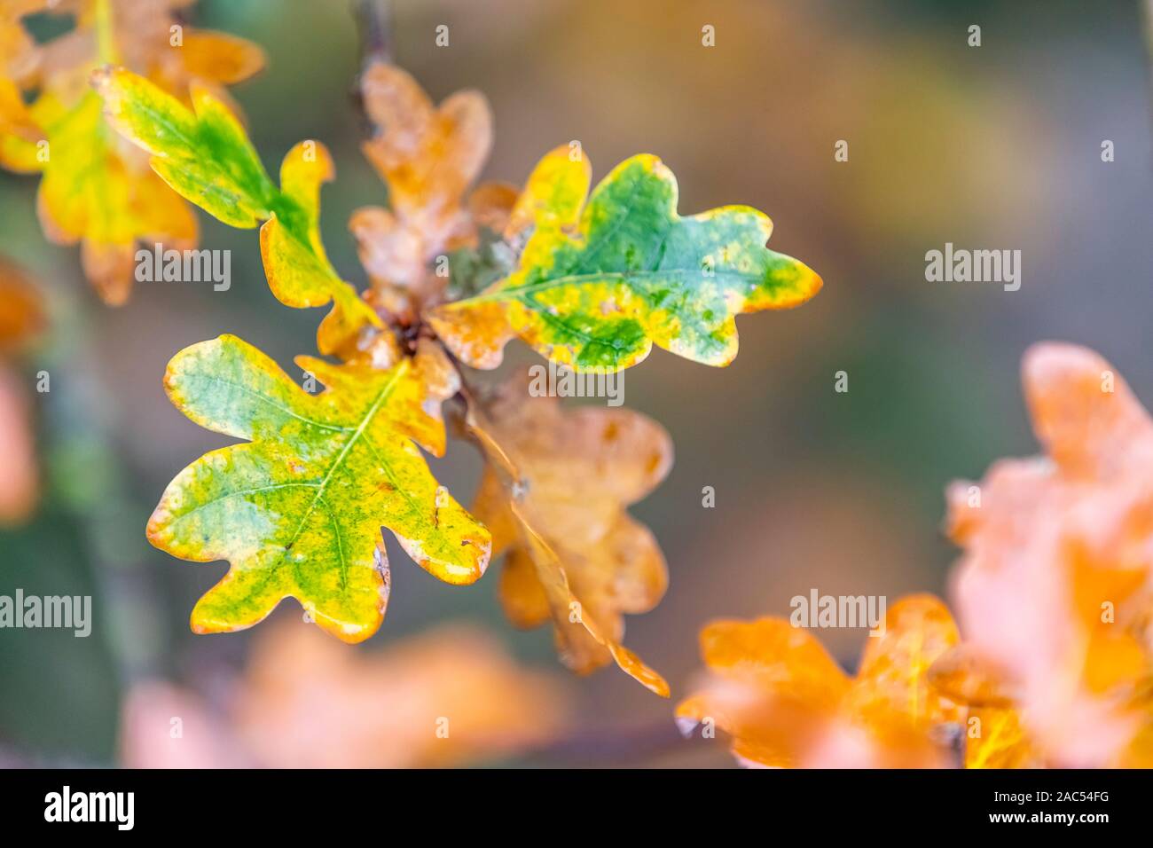 Autumn oak leaves in the stunning zoo gardens. Chester Zoo UK Stock ...