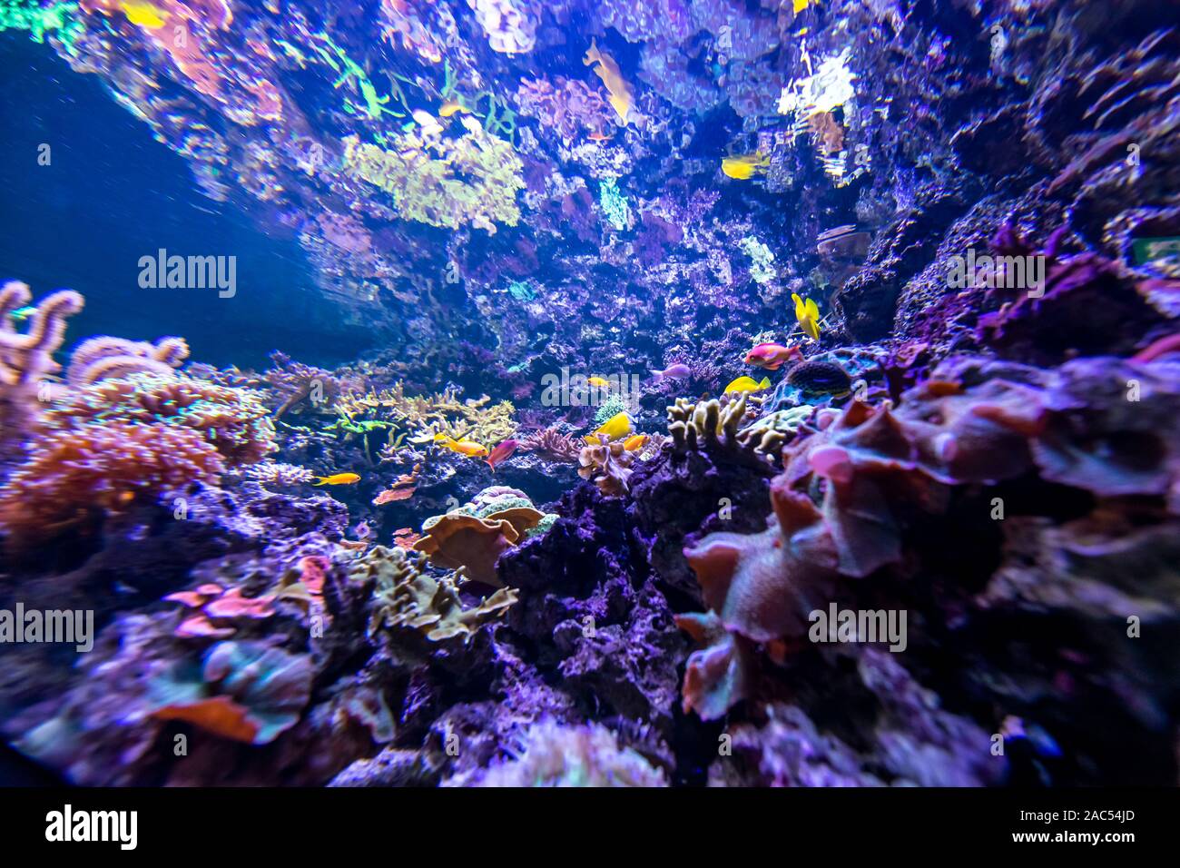 Fish tanks in the aquarium at Chester Zoo, Chester UK Stock Photo - Alamy