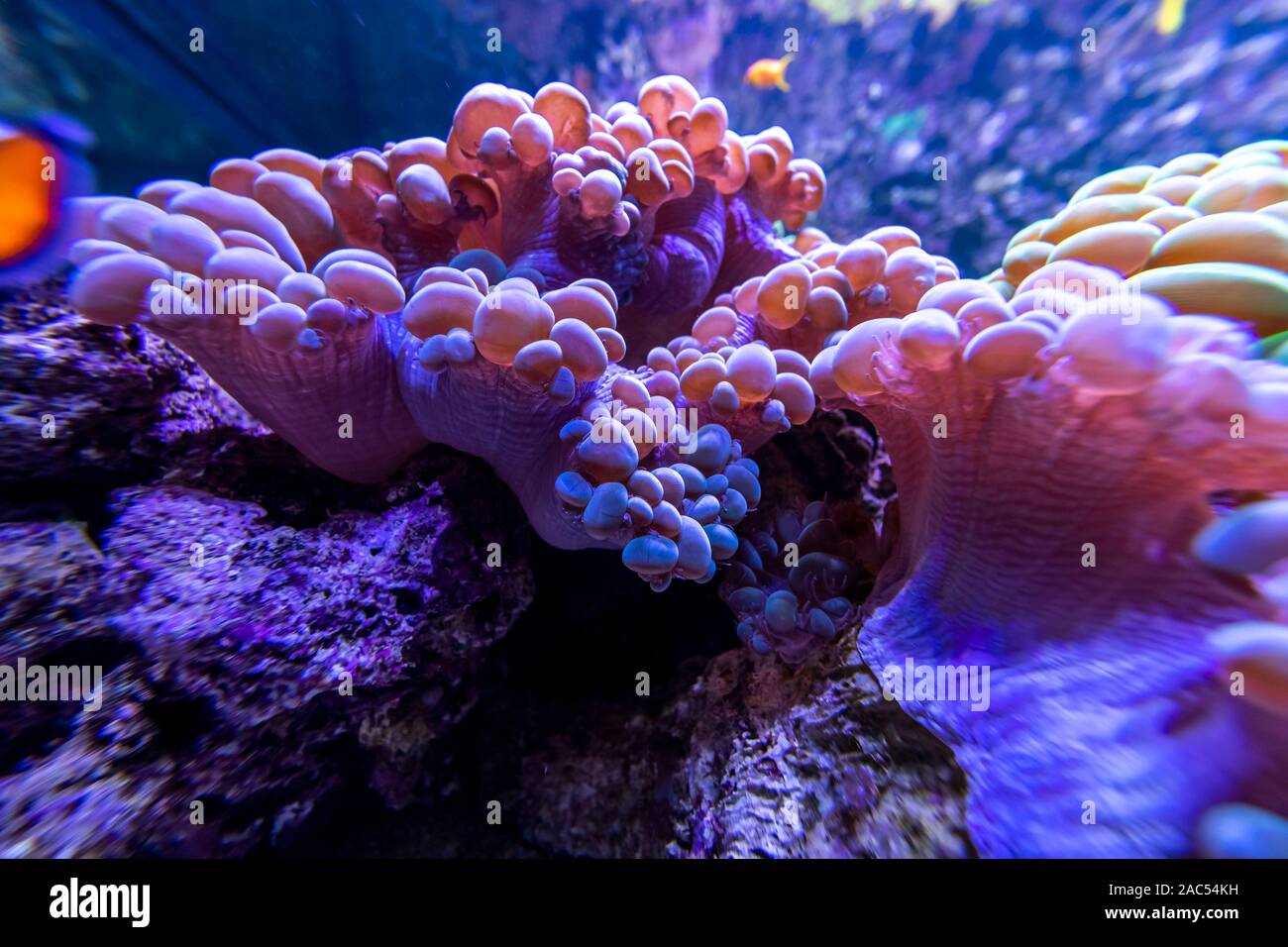 Fish tanks in the aquarium at Chester Zoo, Chester UK Stock Photo - Alamy