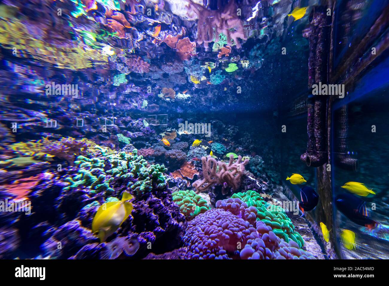 Fish tanks in the aquarium at Chester Zoo, Chester UK Stock Photo - Alamy