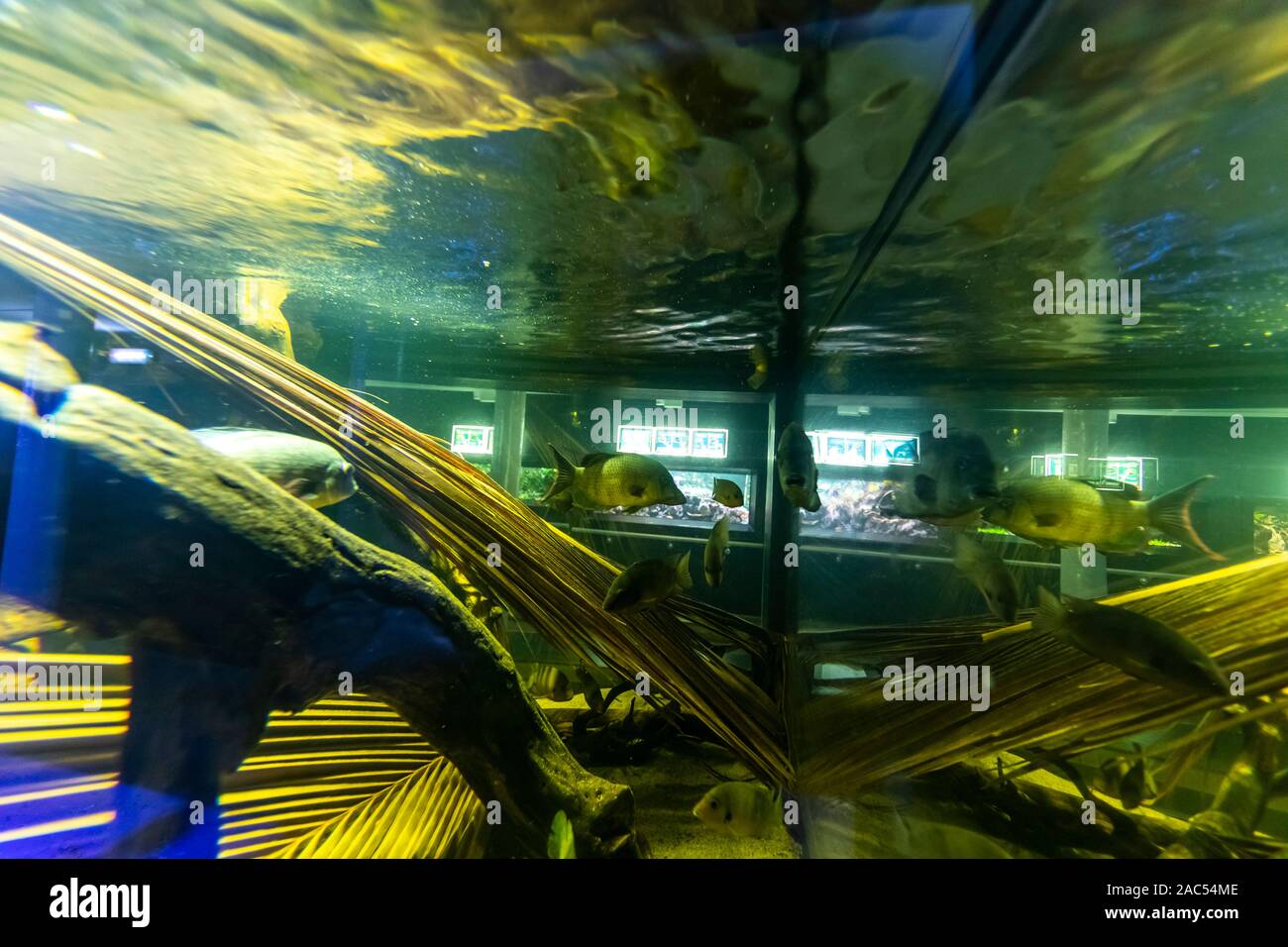 Fish tanks in the aquarium at Chester Zoo, Chester UK Stock Photo - Alamy