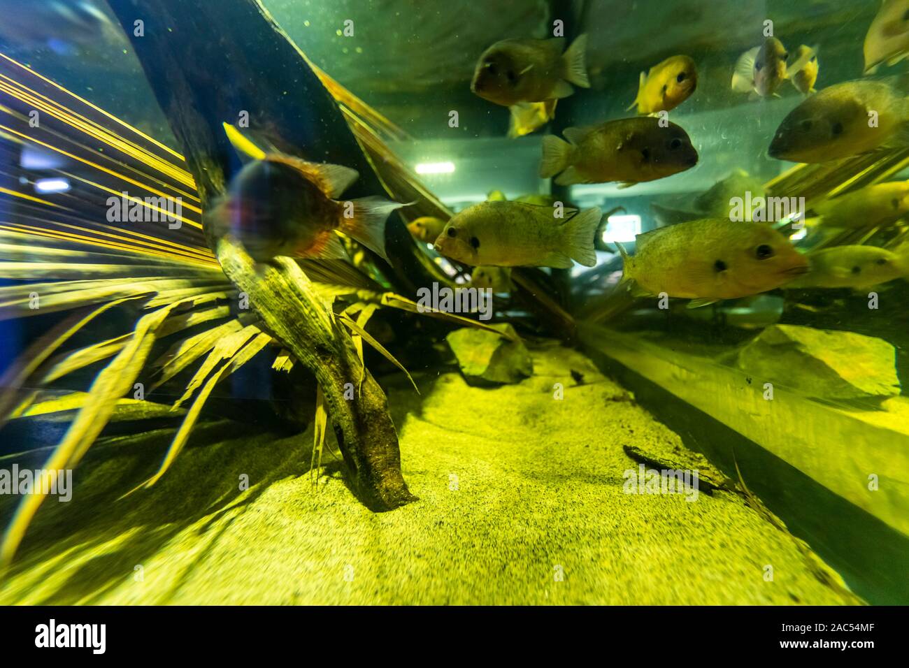 Animals living in fish tanks hi-res stock photography and images - Alamy