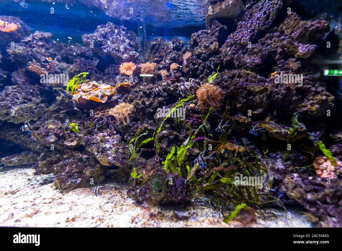 Fish tanks in the aquarium at Chester Zoo, Chester UK Stock Photo - Alamy