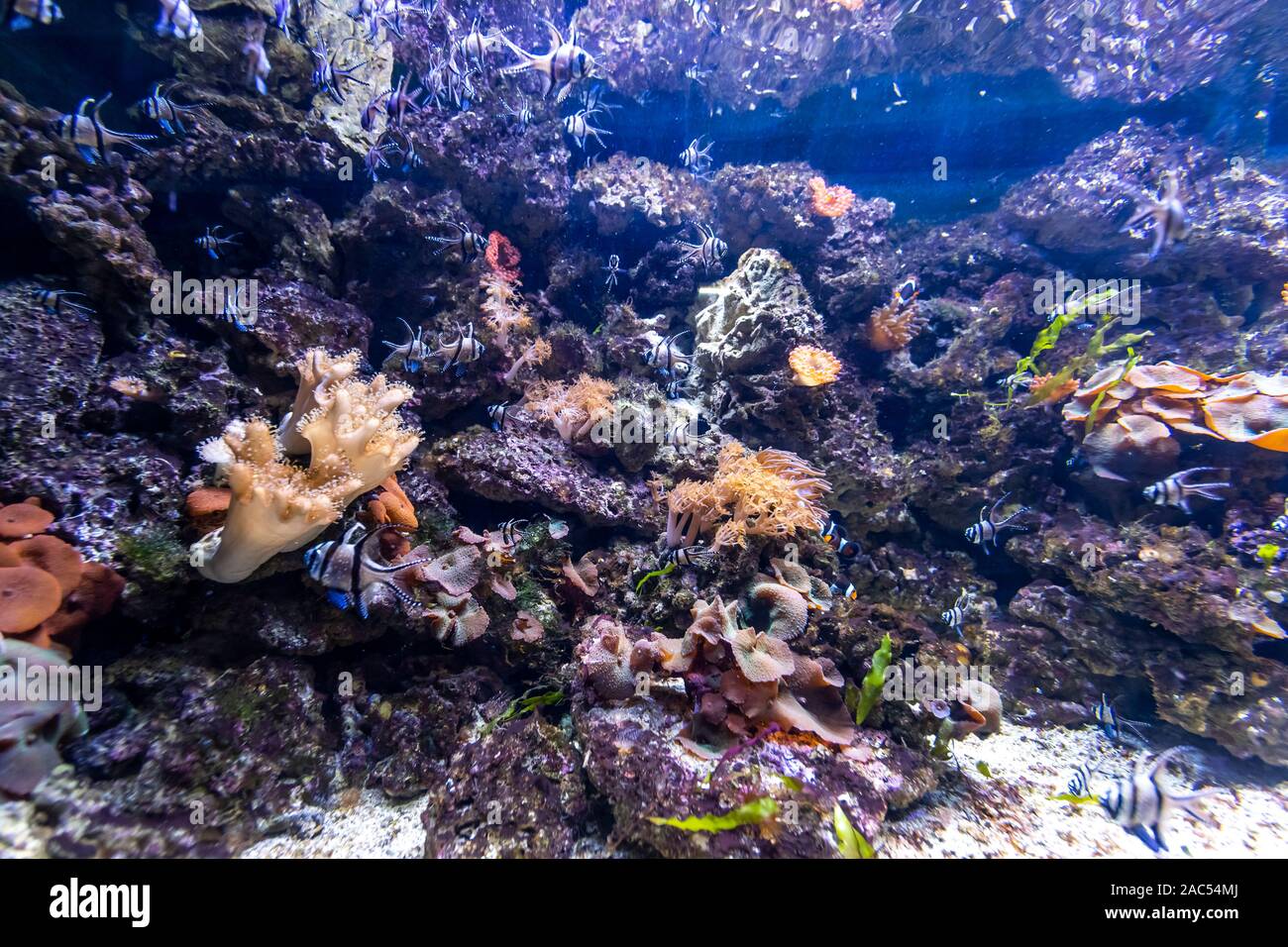 Fish tanks in the aquarium at Chester Zoo, Chester UK Stock Photo - Alamy