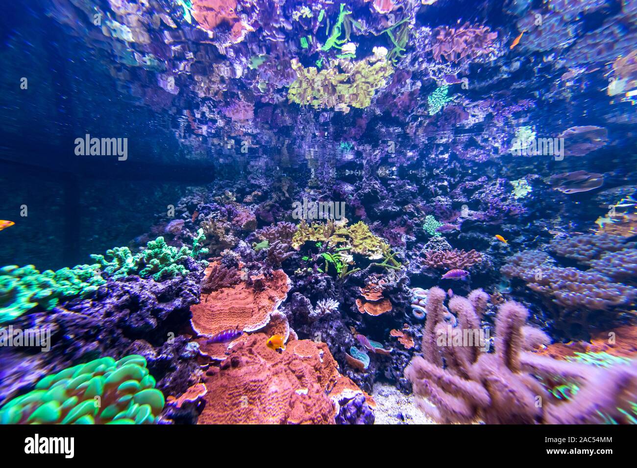 Fish tanks in the aquarium at Chester Zoo, Chester UK Stock Photo - Alamy