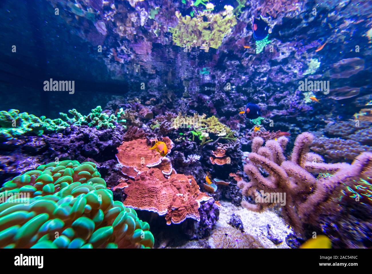 Its tank chester zoo hi-res stock photography and images - Alamy