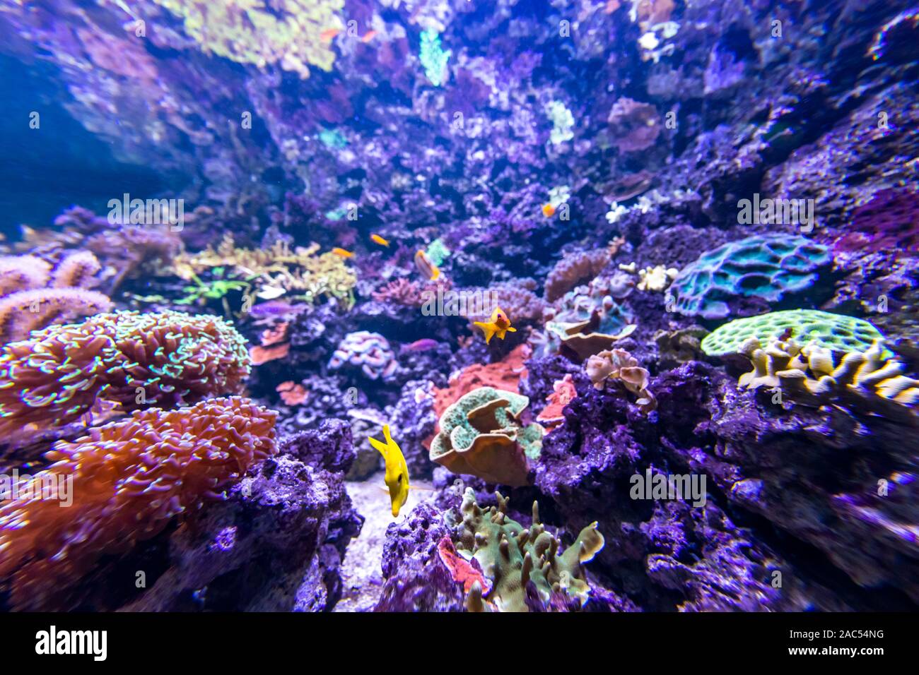 Animals living in fish tanks hi-res stock photography and images - Alamy
