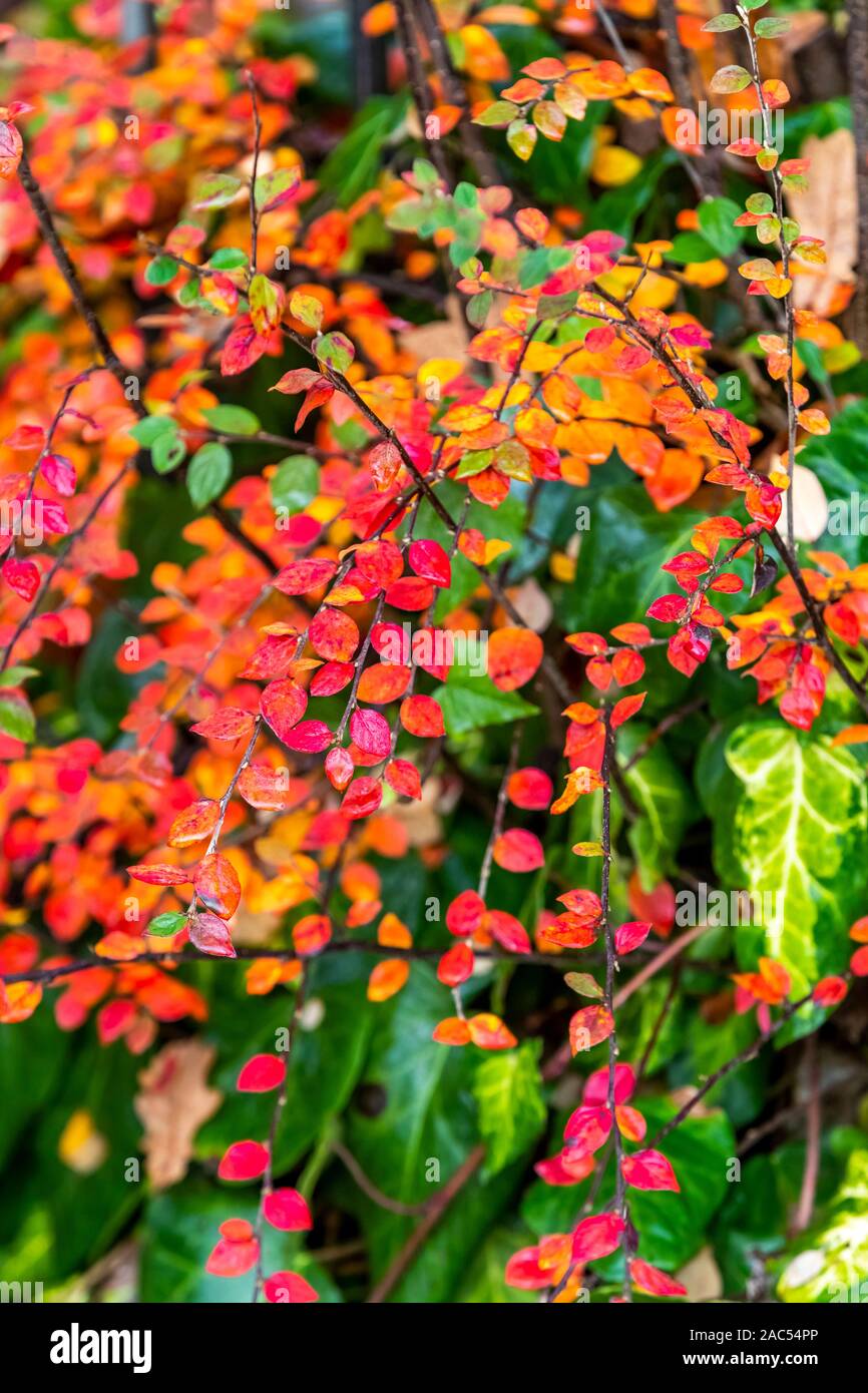 Ornamental ivy and cotoneaster plants in Autumn colours in the gardens ...