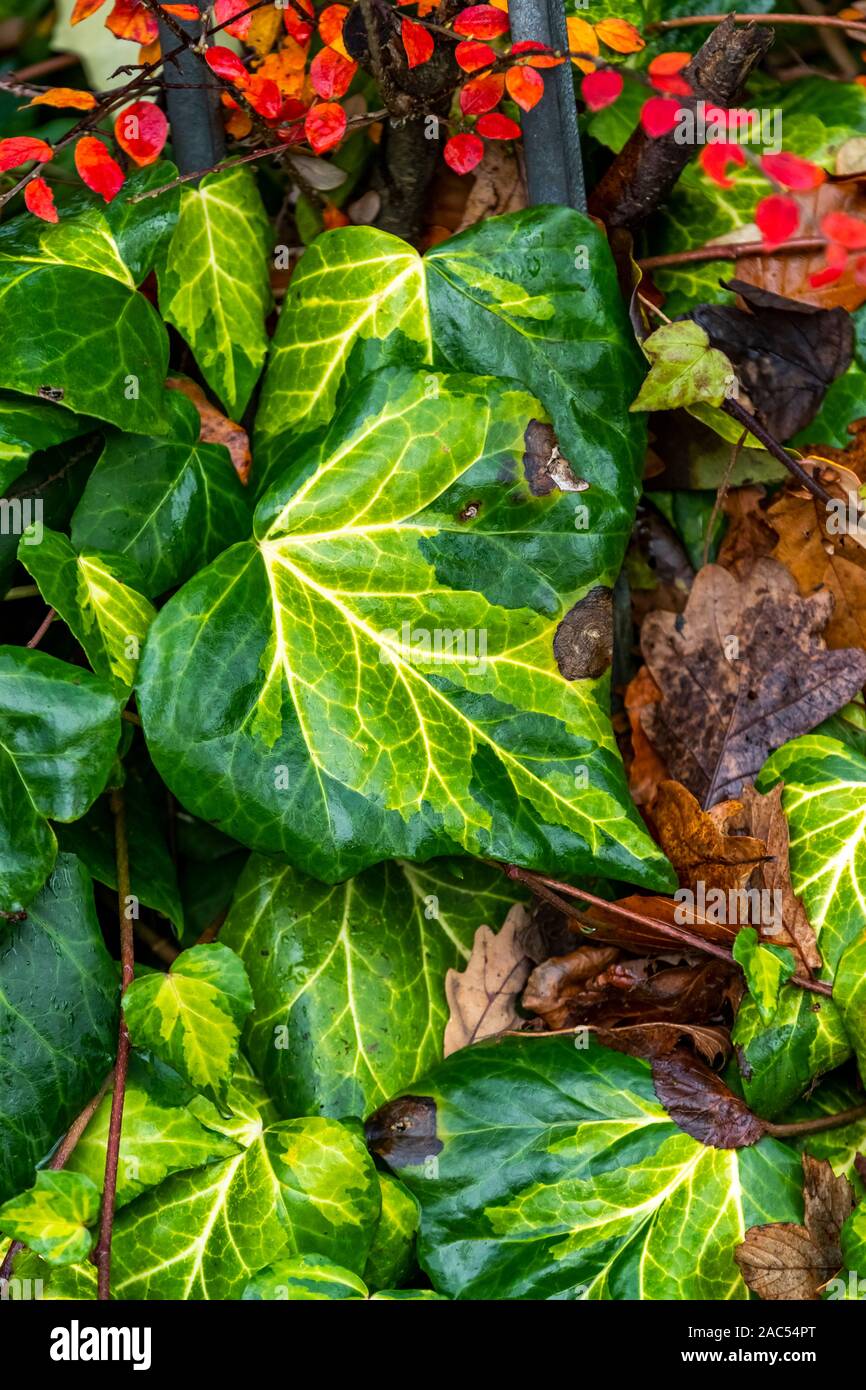 Ornamental ivy and cotoneaster plants in Autumn colours in the gardens ...