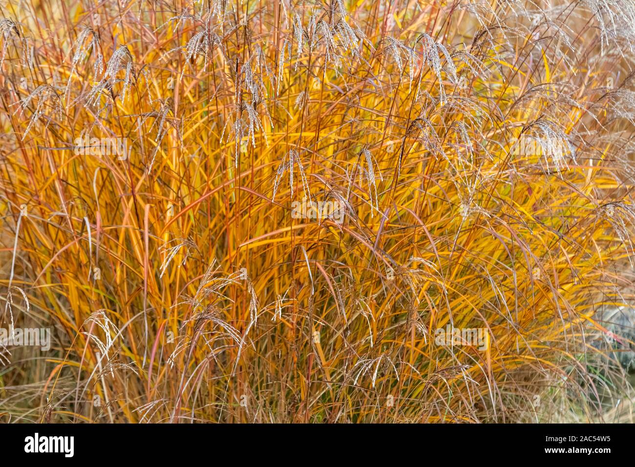 Autumn and winter colours in the grasses garden, Chester Zoo, Chester ...