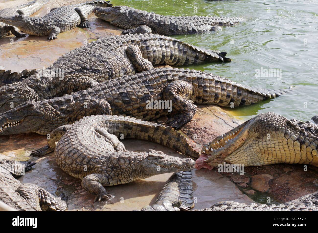 Feeding crocodiles on a crocodile farm. Crocodiles in the pond ...