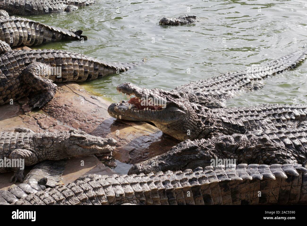 Feeding crocodiles on a crocodile farm. Crocodiles in the pond ...