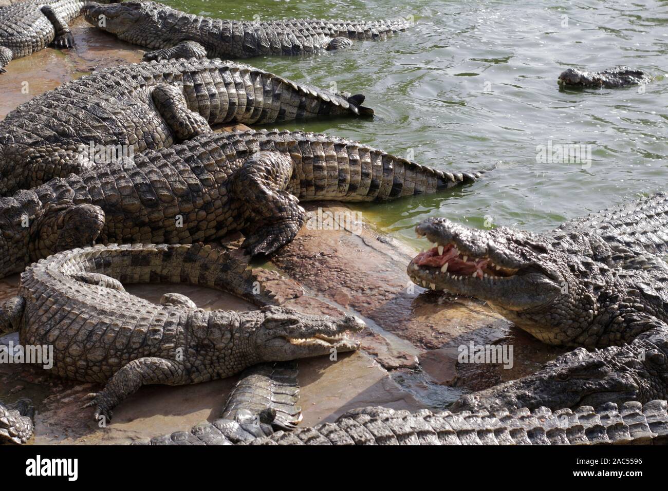 Feeding crocodiles on a crocodile farm. Crocodiles in the pond ...