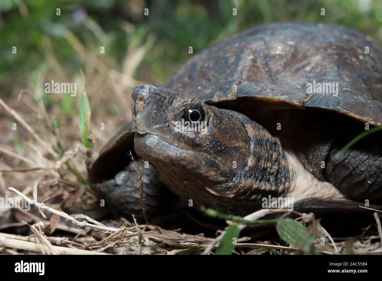 Asian leaf turtles hi-res stock photography and images - Alamy